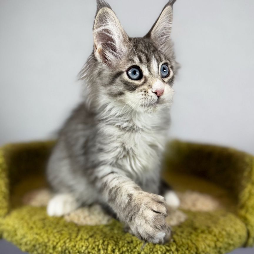 Девочка Мейн-кун полидакт с голубыми глазами