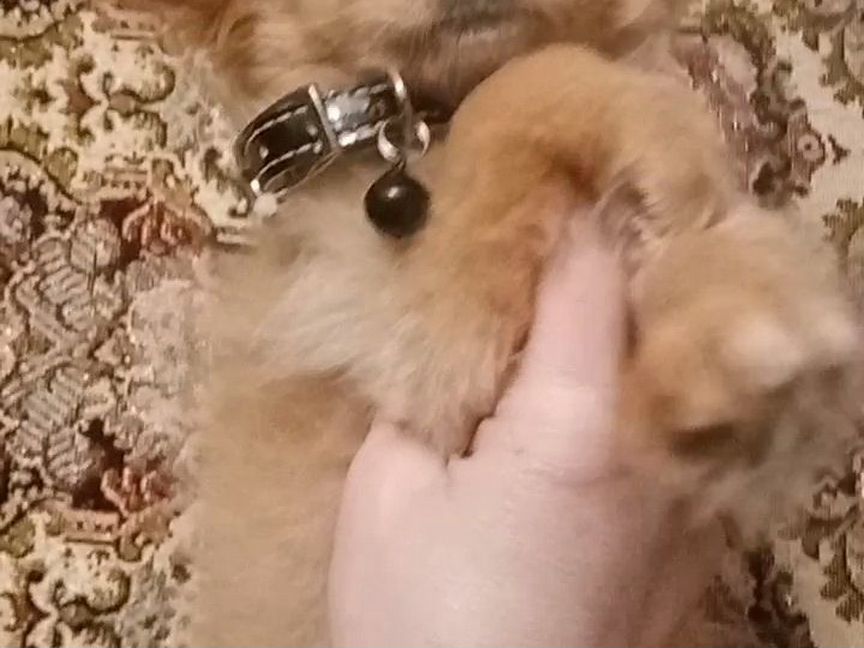 Очаровательный рыжик