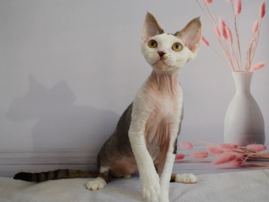 Котик девон-рекс