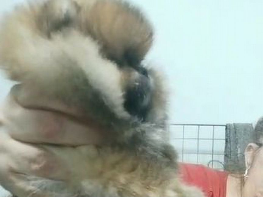 Щенок Померанский Шпиц девочка