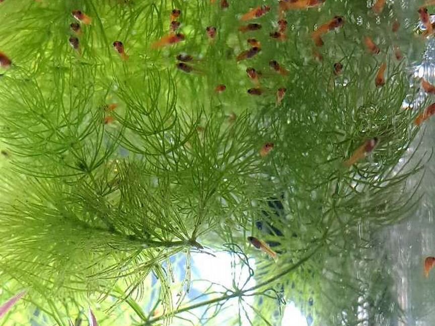 Мольки меченосца