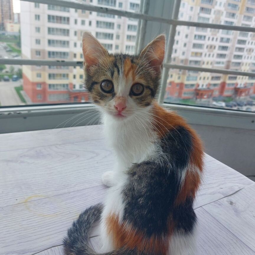 Отдам котенка в добрые руки