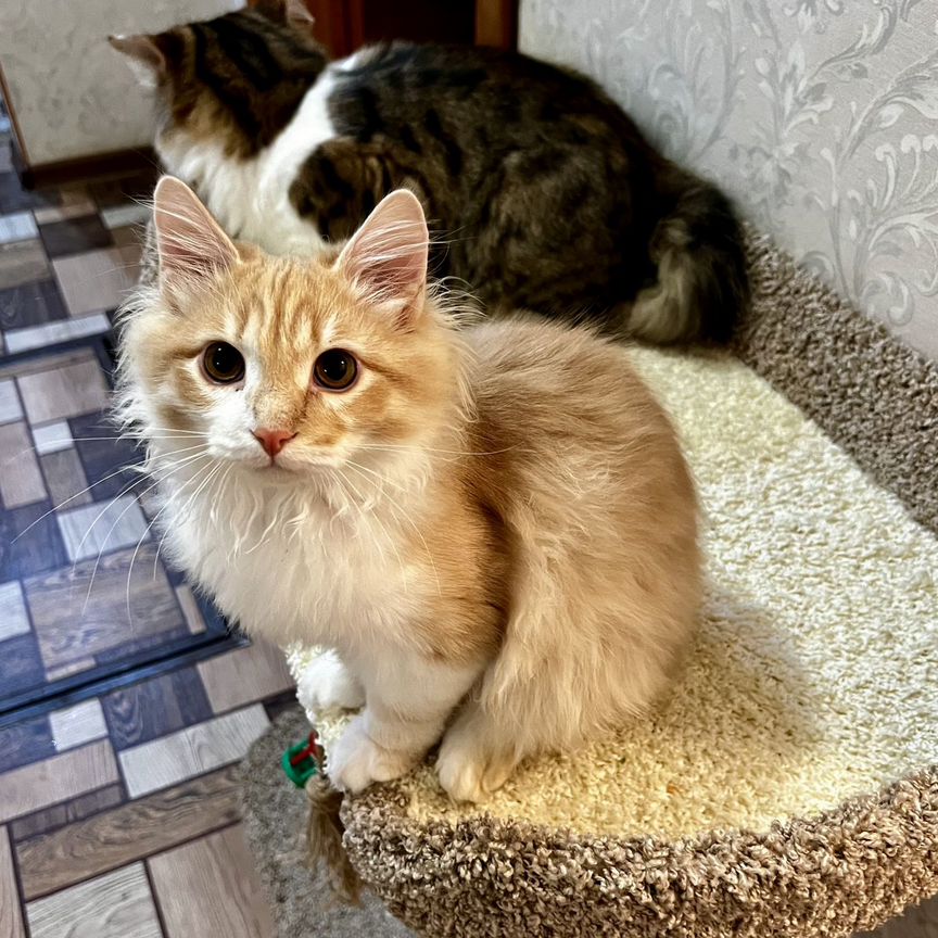 Сибирский котенок золотой