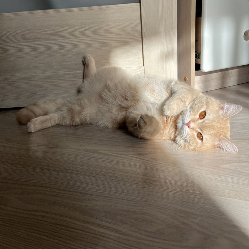 Отдам кота в добрые руки бесплатно