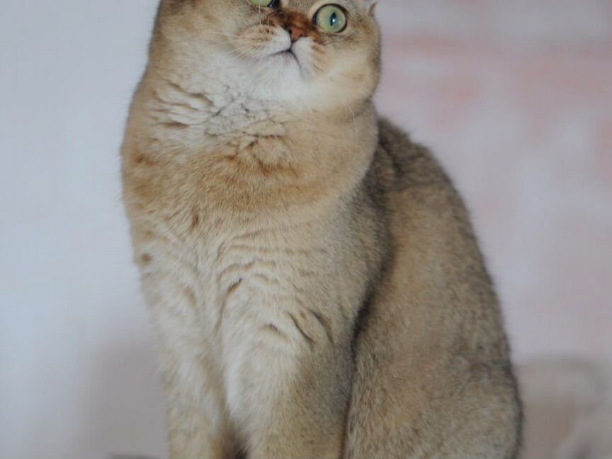Шотландская кошечка в разведение