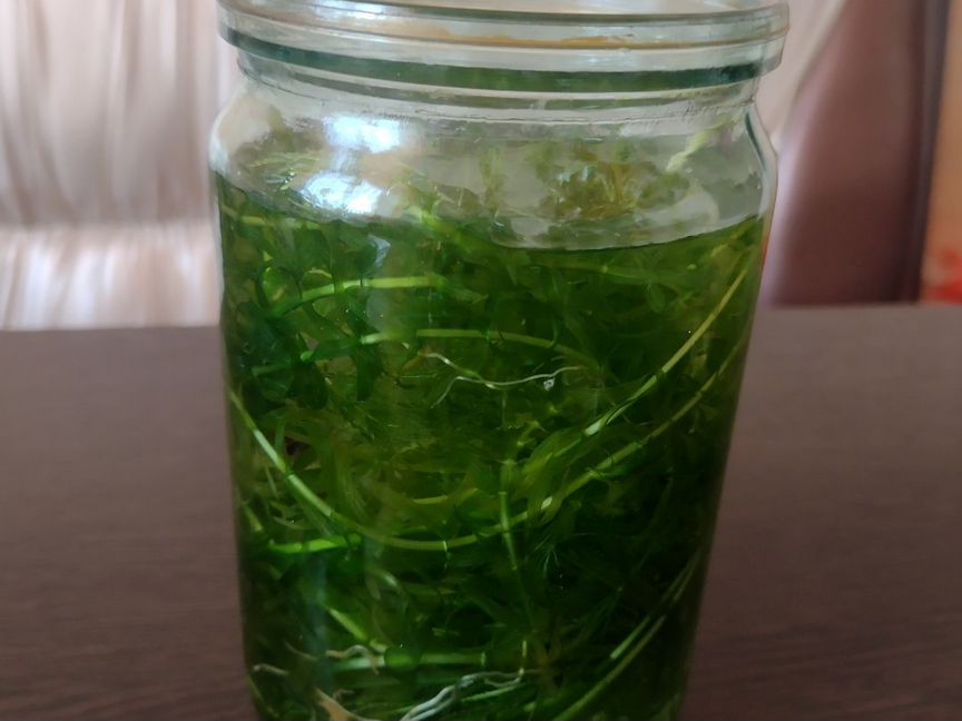 Растения для аквариума бесплатно