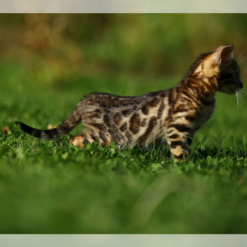 Яркая бенгальская малышка