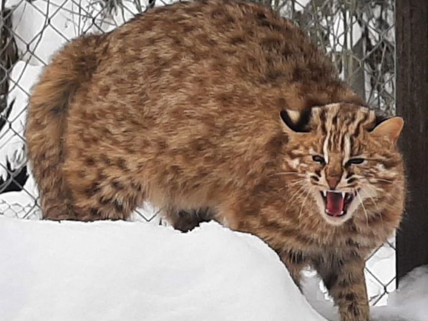 Котята норвежская лесная