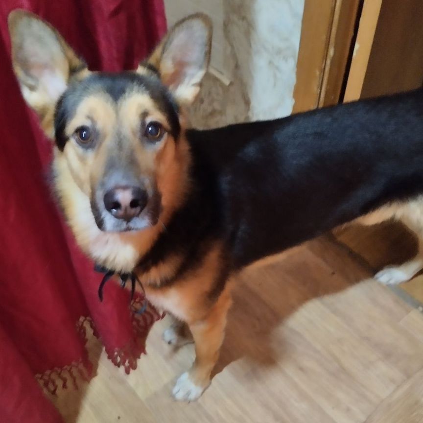 Немецкая овчарка, щенок