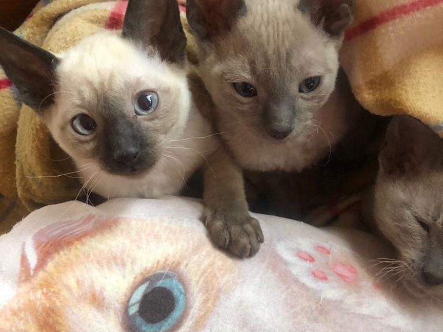 Котята корниш-рекс