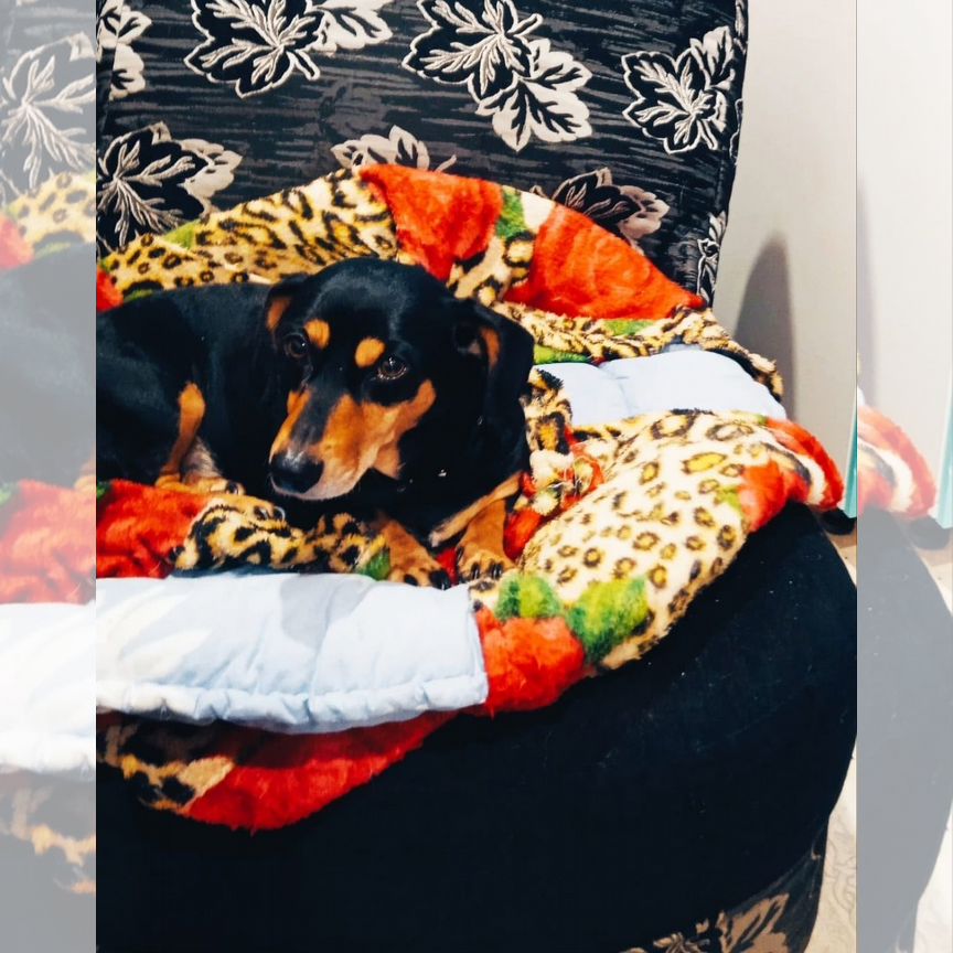 Такса, взрослый пёс