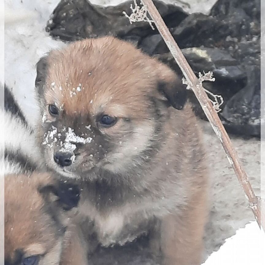 Щенок в добрые руки