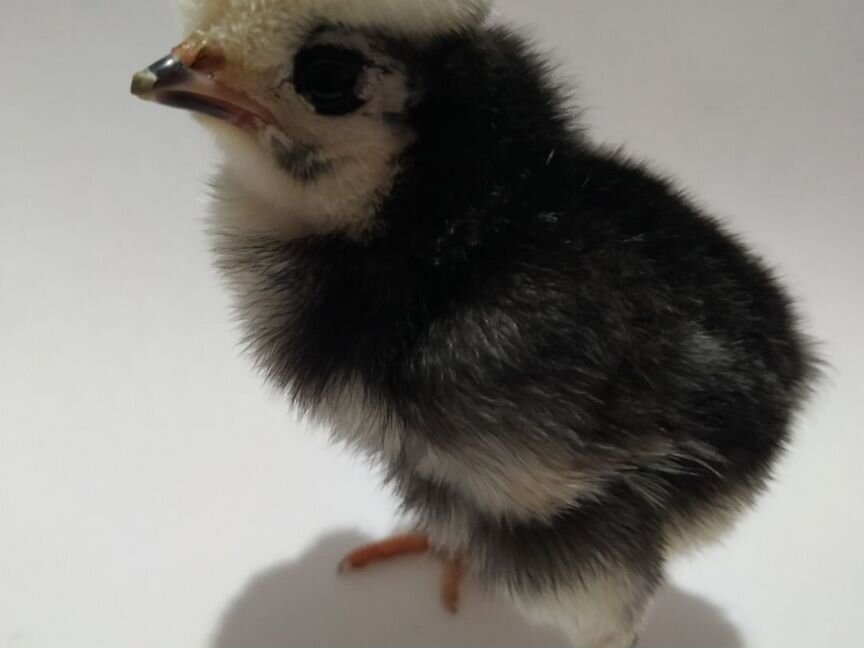 Цыплята суточные