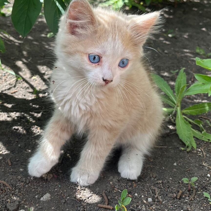 Котёнок в добрые руки