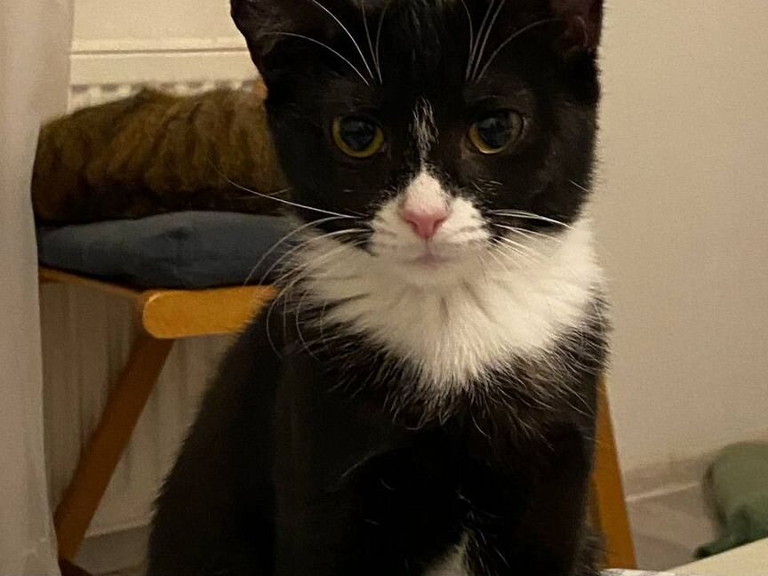 Мафия в поисках дома