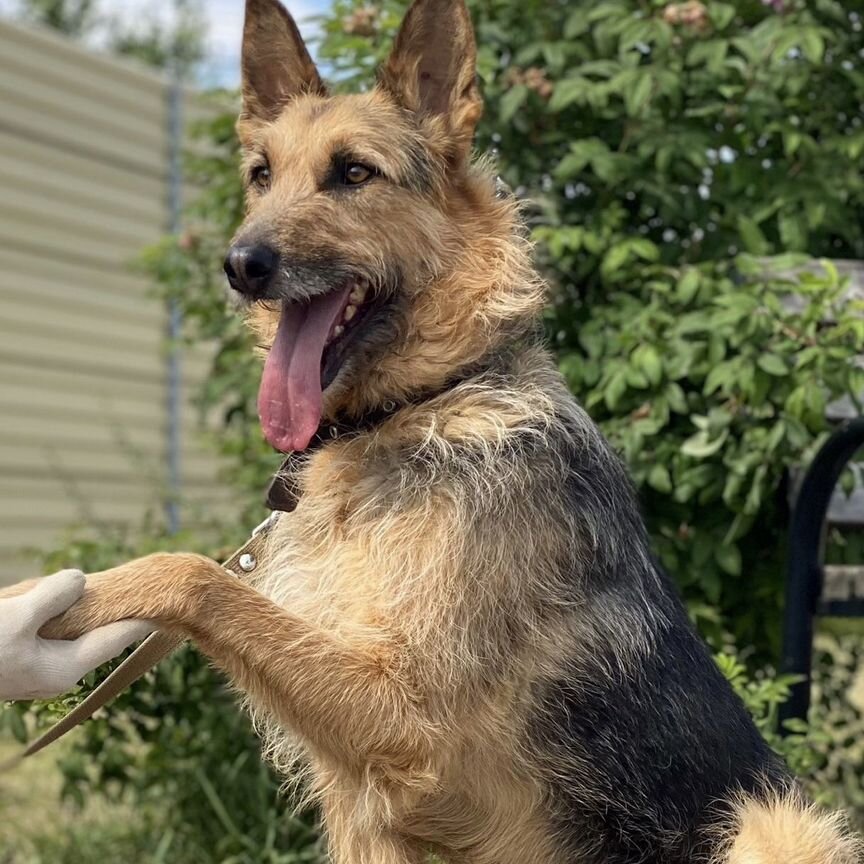 Взрослый пёс в добрые руки