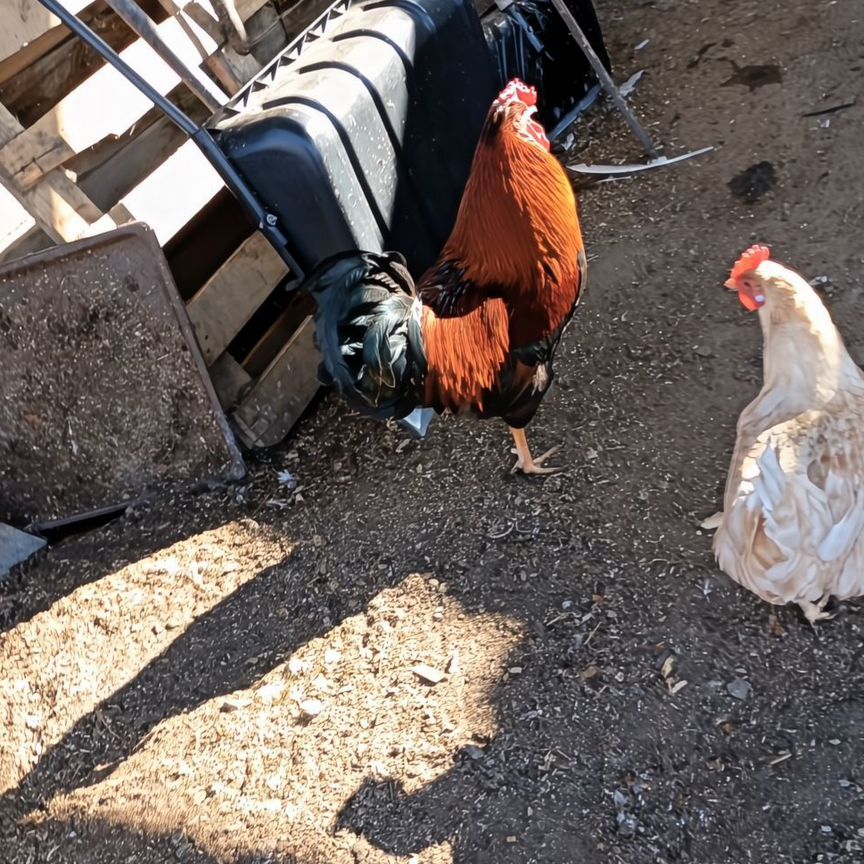 Петух молодой домашний