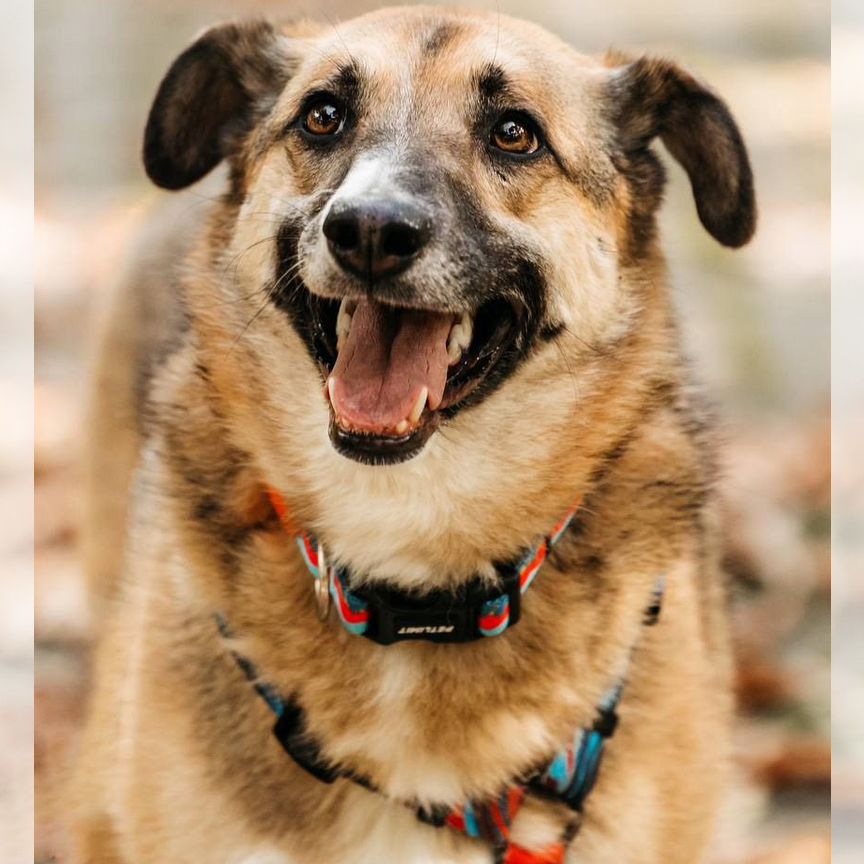 Взрослая собака в добрые руки