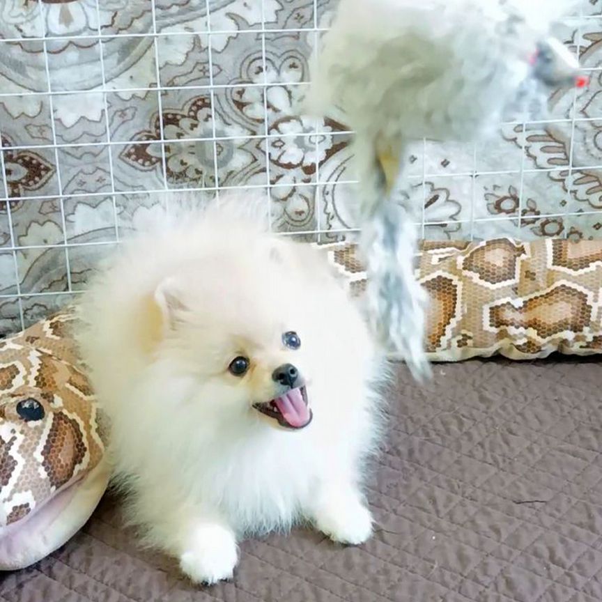 Немецкий шпиц, щенок