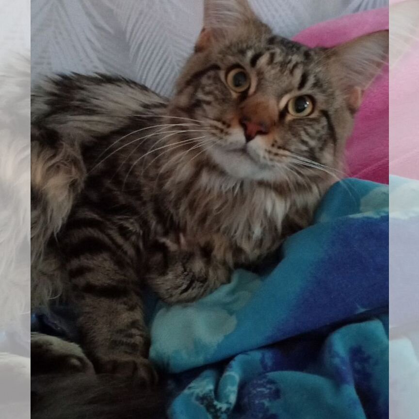 Кот