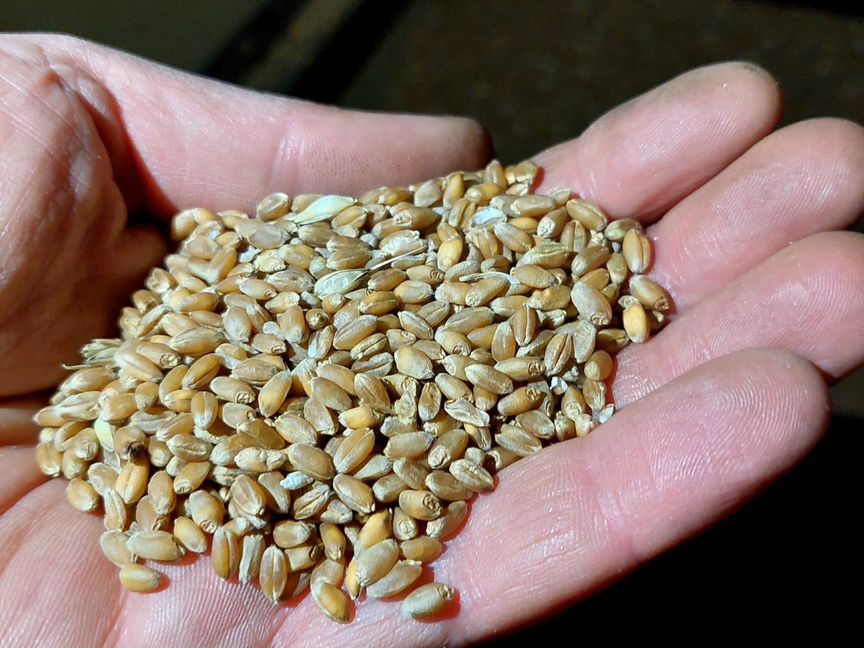 Зерно овес, пшеница