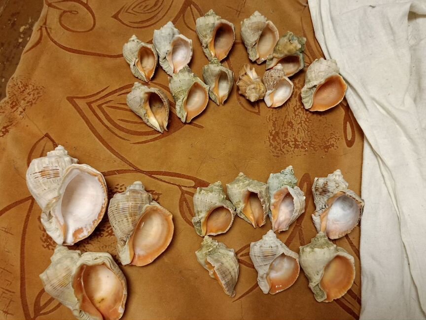 Морские ракушки раковины