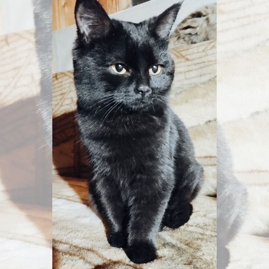 Котёнок в добрые руки