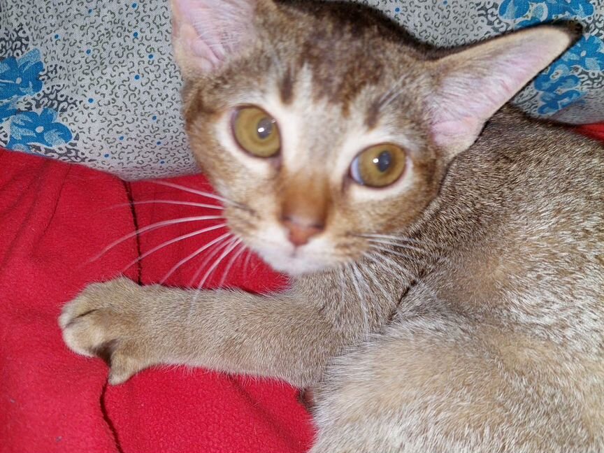 Агнесса Абиссинская Девочка