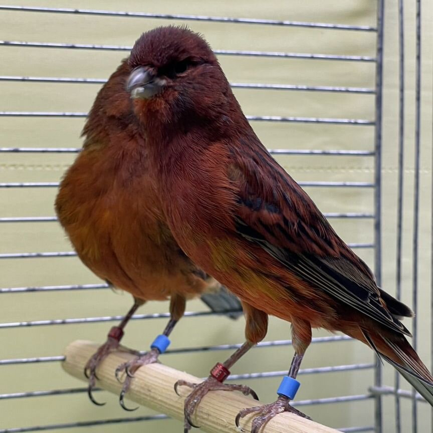 Кенара и канарейки