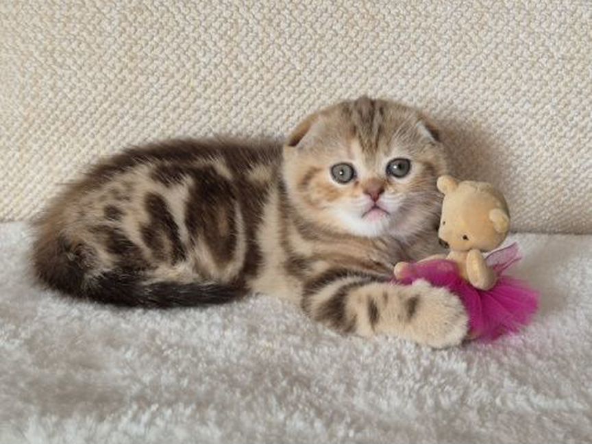 Шотландская чебурашка. Редкий окрас. Питомник