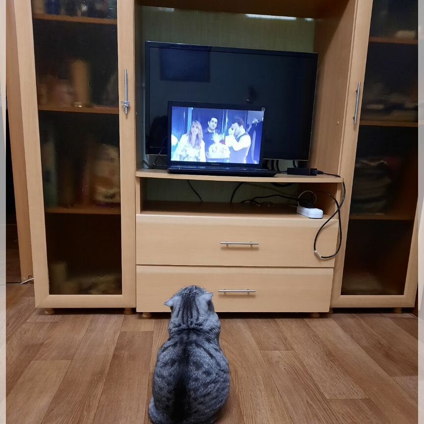 Шотландская вислоухая кошка