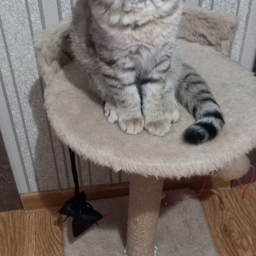 Котенок шотландский вислоухий