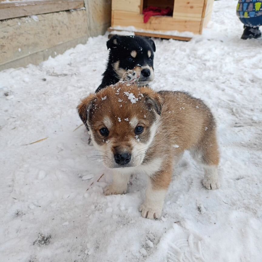 Щенки