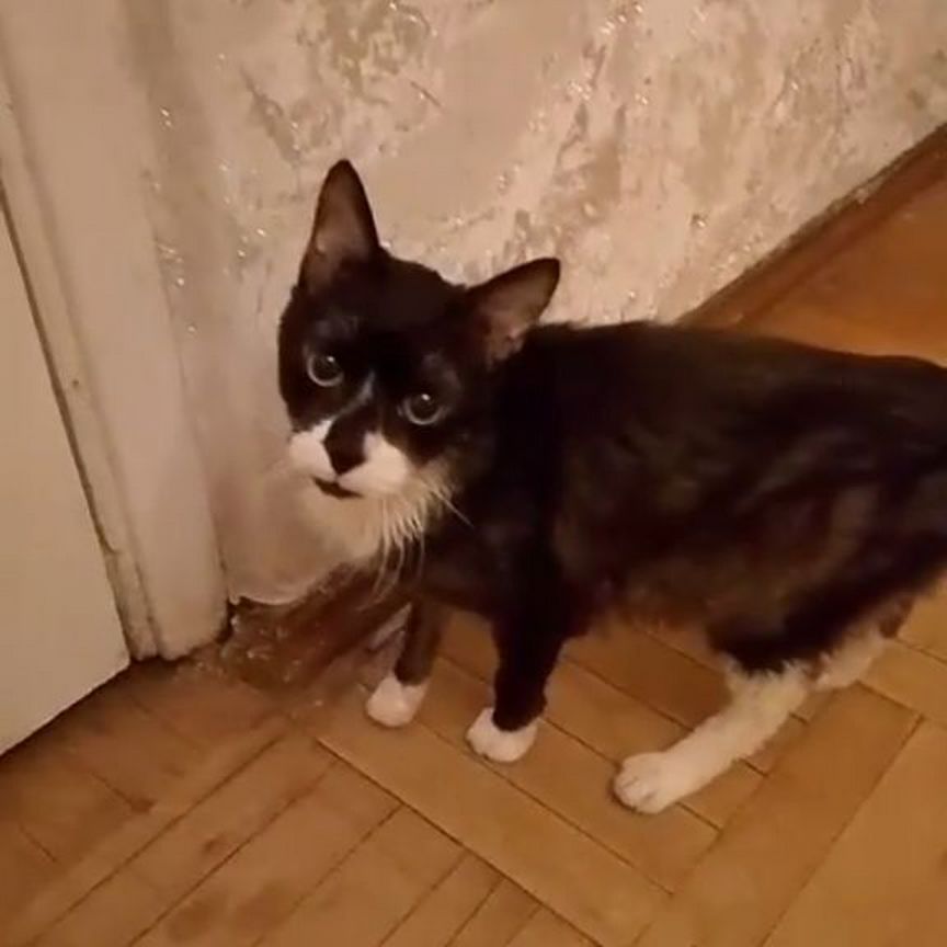 Котик болен и ждёт помощи