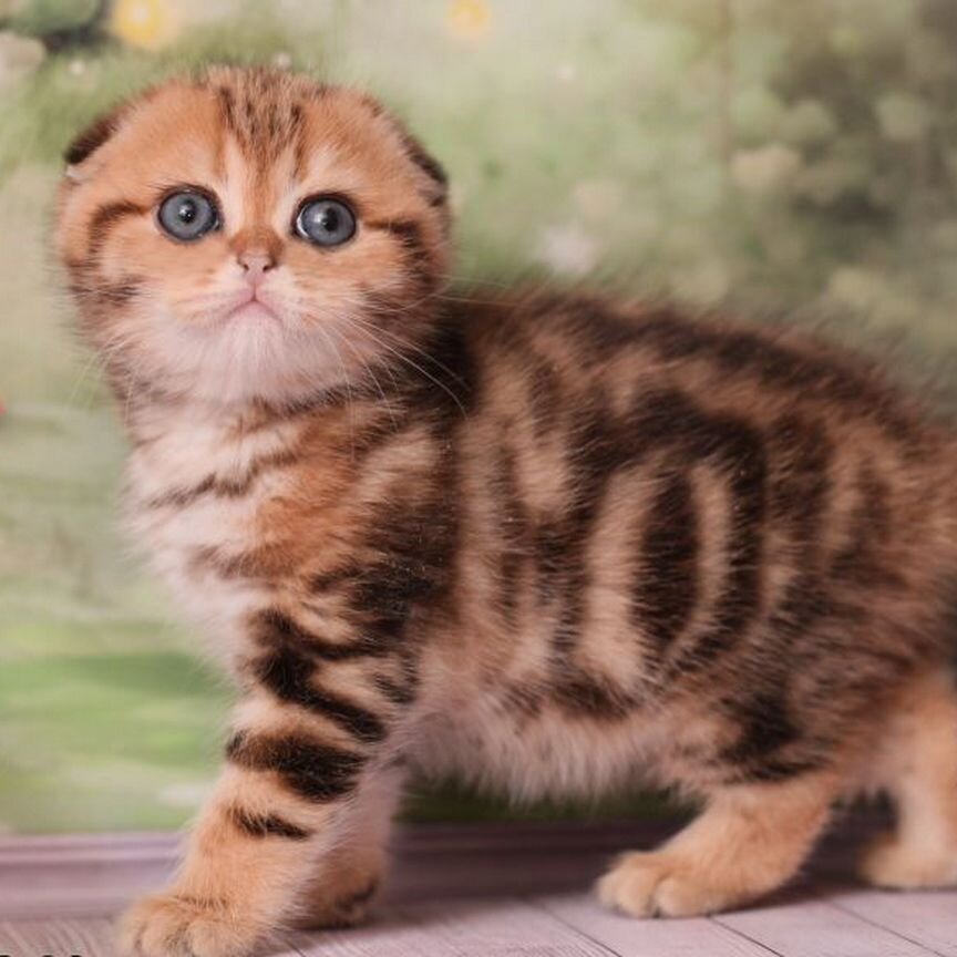 Шотландские вислоухие котята
