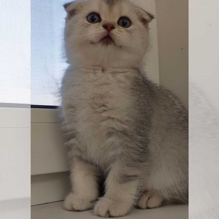 Шотландский вислоухий короткошёрстный котёнок