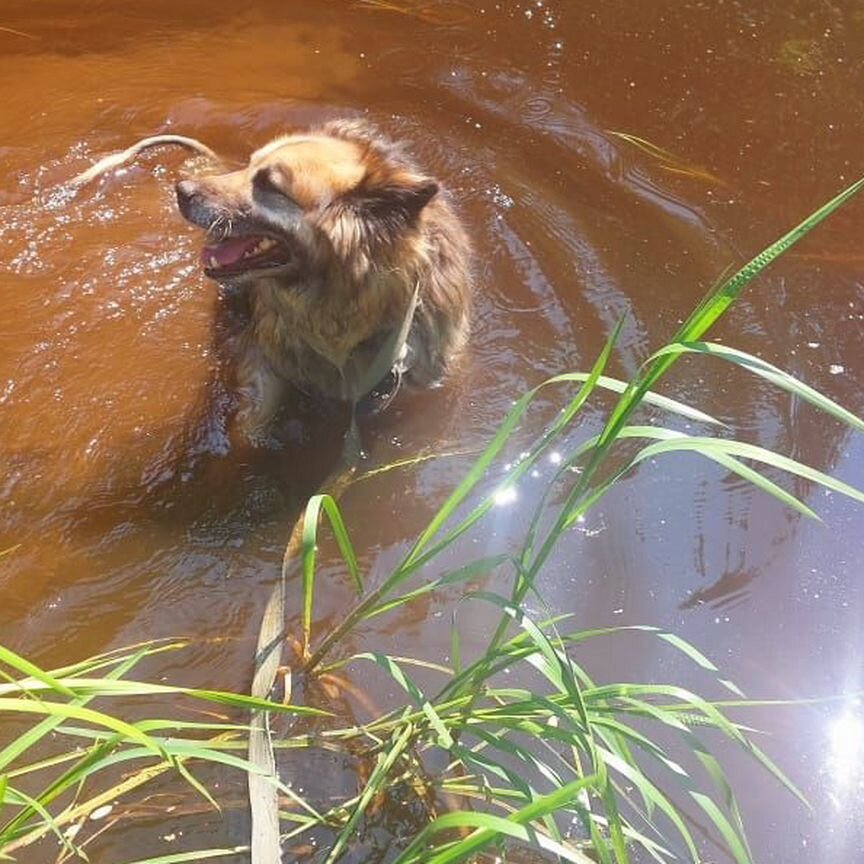 Пёс в добрые руки