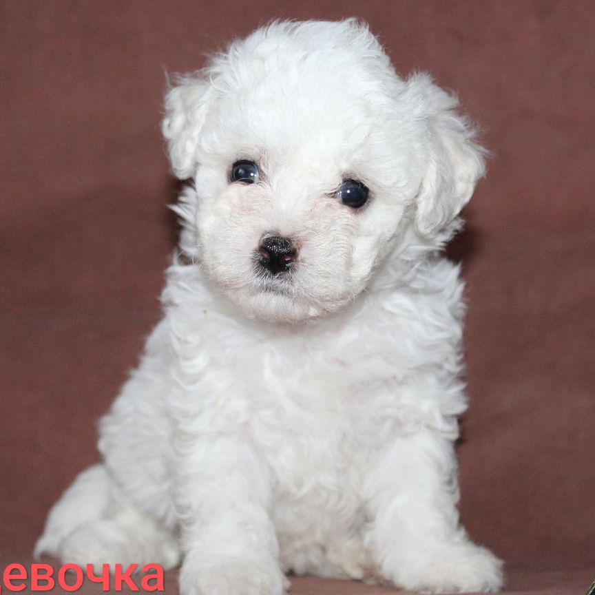 Бишон фризе, щенок