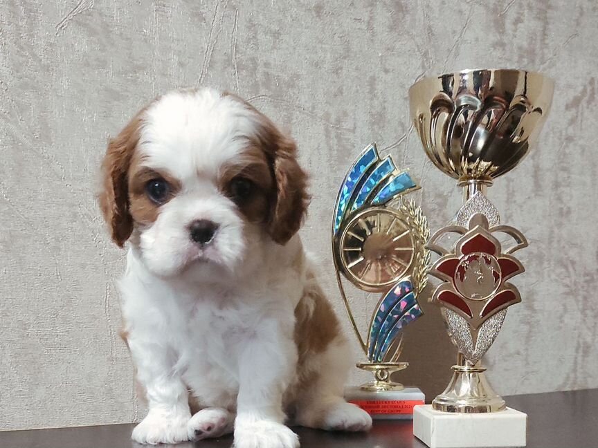 Мальчики ккчс. Шоу. РКФ