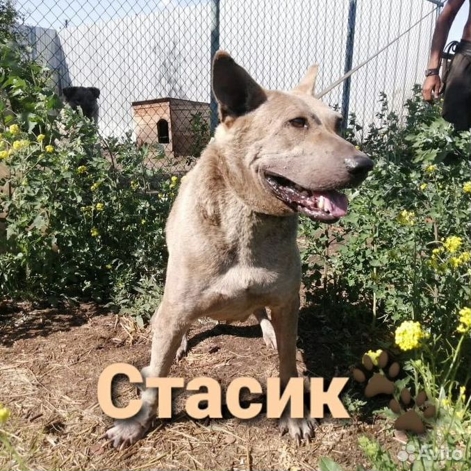 Тайский риджбек, компаньон, друг, охранник