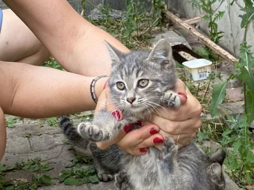 Котята в добрые руки