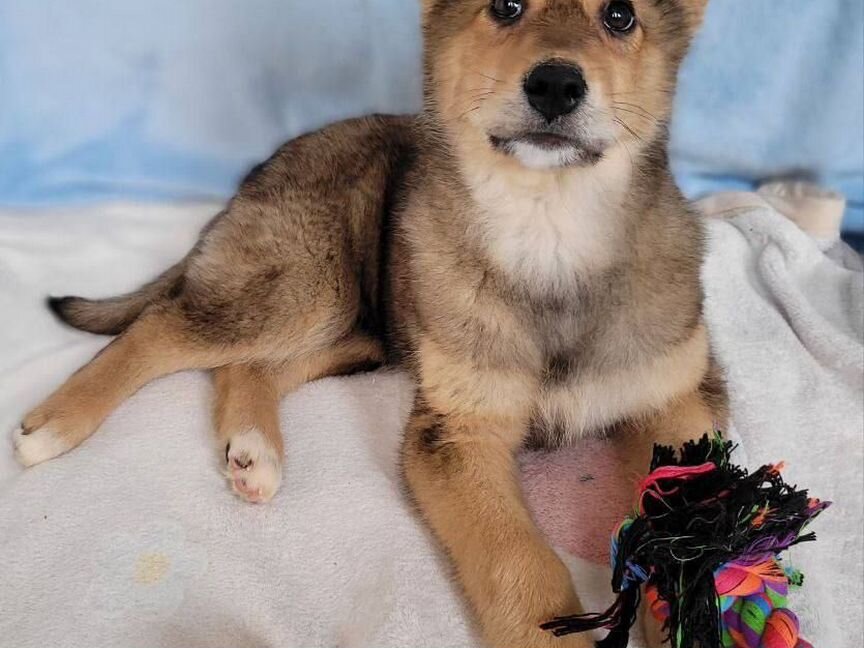 Щенок в добрые руки бесплатно