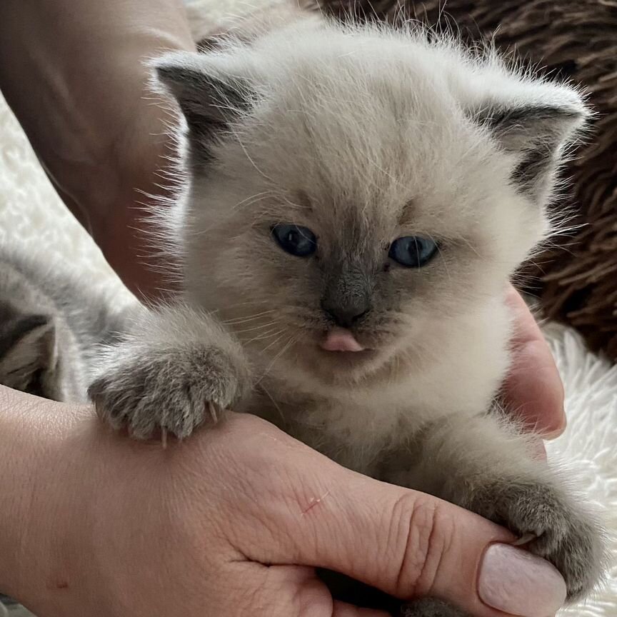 Британский короткошёрстный котёнок