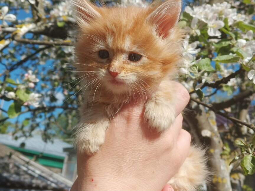 Котята мейн-кун рыжие