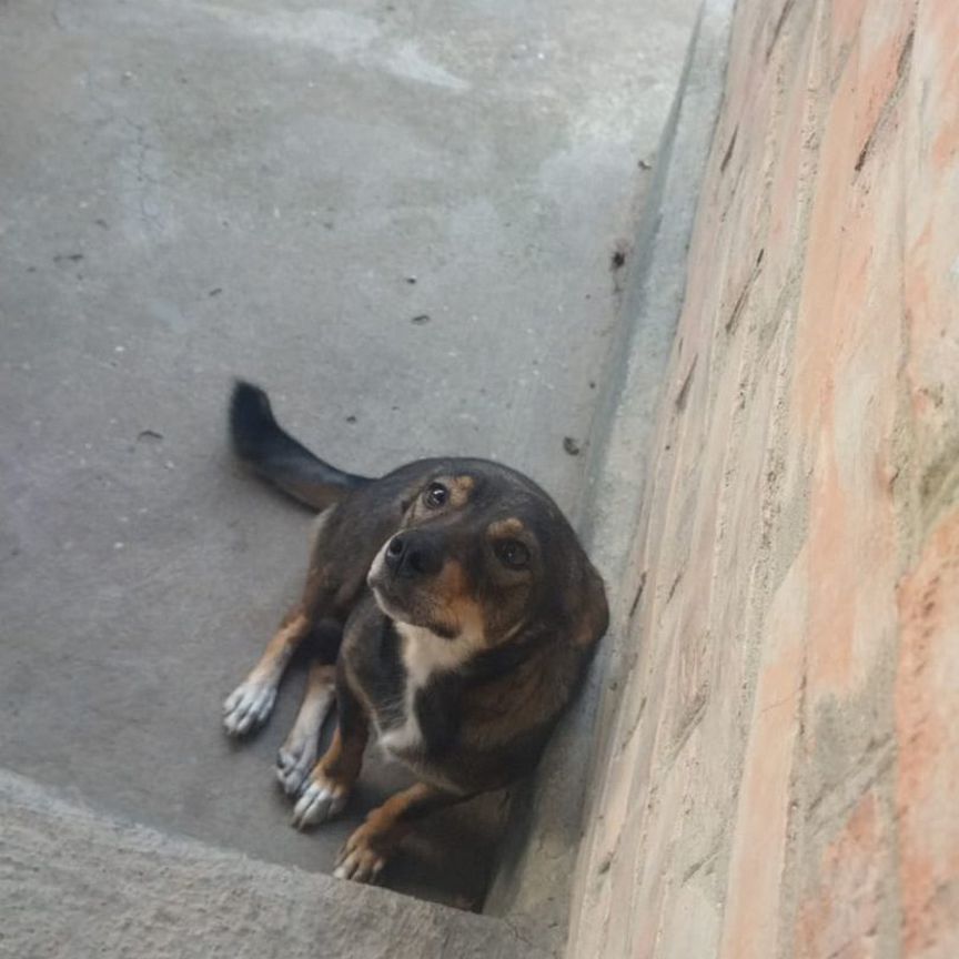 Отдаётся любимый друг