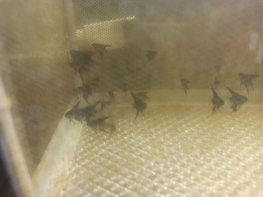 Скалярии черный бархат