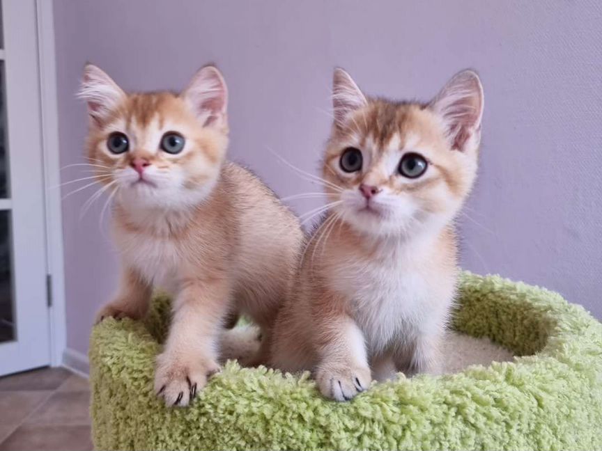 Котята золотая шиншилла