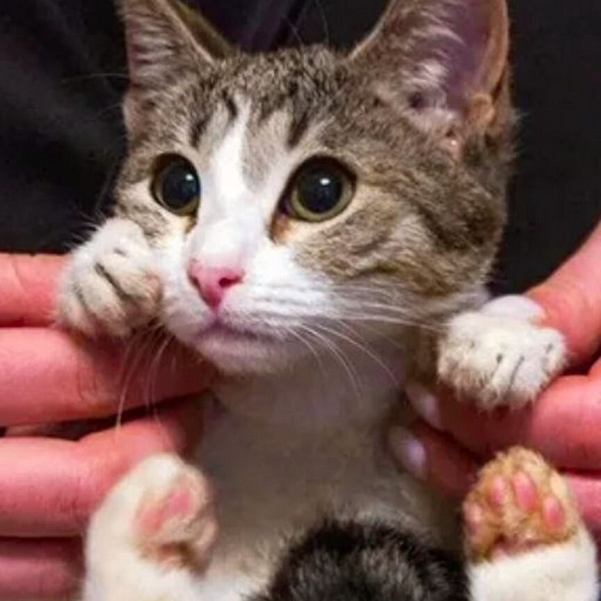 Котенок/котята бело-полосатые 5мес