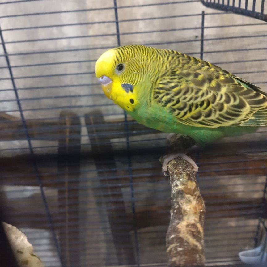 Попугай волнистей