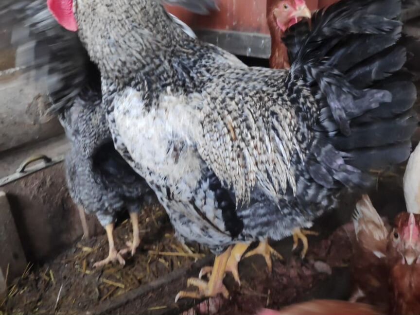 Петушок. Доминант